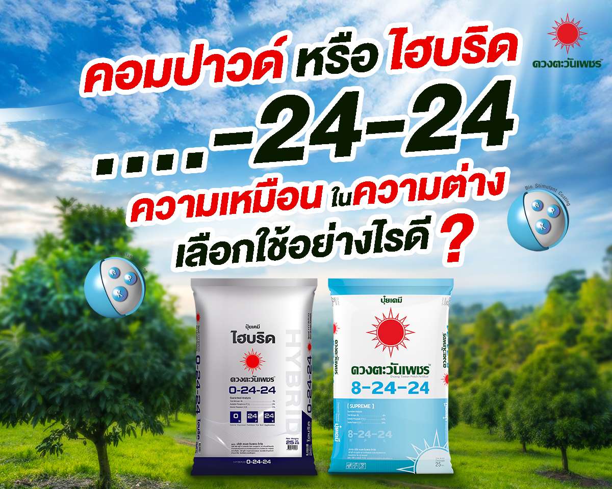 สูตร 0-24-24 และ 8-24-24 ต่างกันอย่างไร เลือกใช้อย่างไร